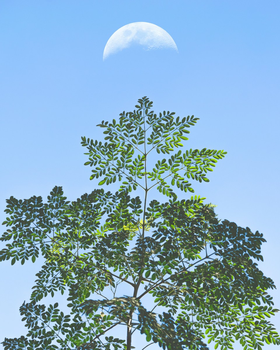 Half Moon Rising | J.R. Johnson